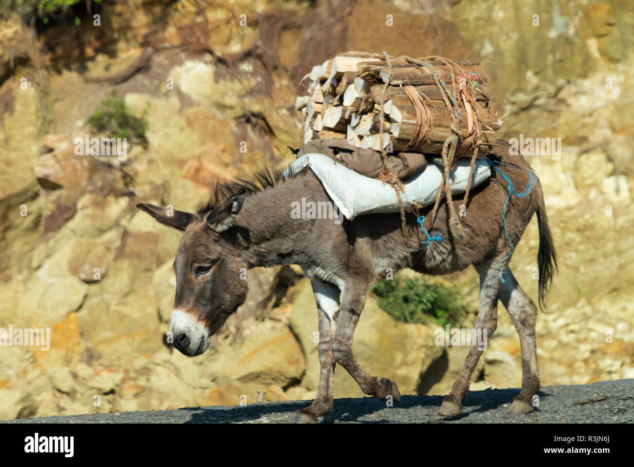 Donkey carrying firewood, between Addis Ababa and Bahir Dar, Ethiopia ...