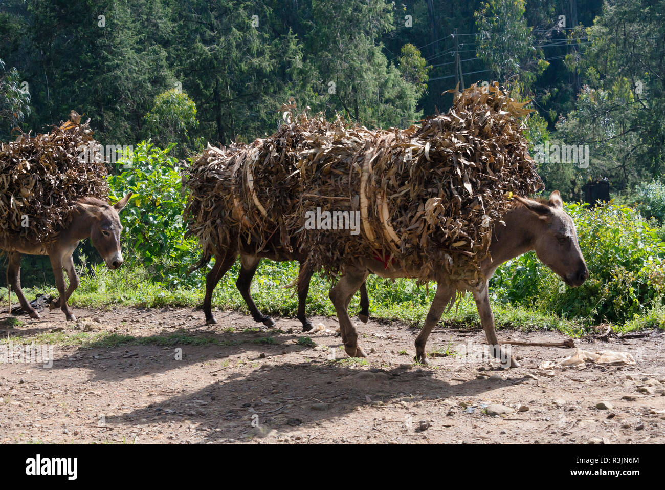 Donkey carrying harvested corn, between Addis Ababa and Bahir Dar ...
