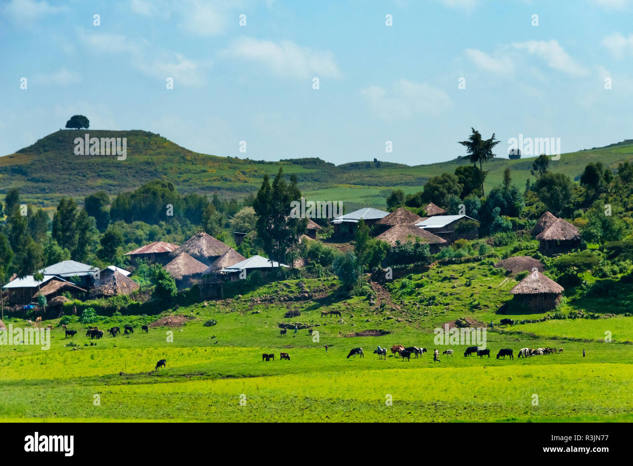 Cattle and village houses on the pasture, between Addis Ababa and Bahir ...