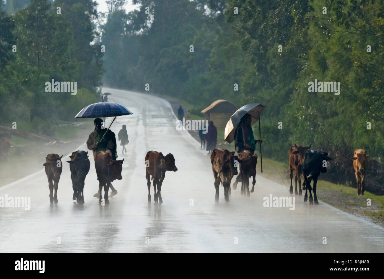 People with donkeys traveling along the road in rain, between Addis ...