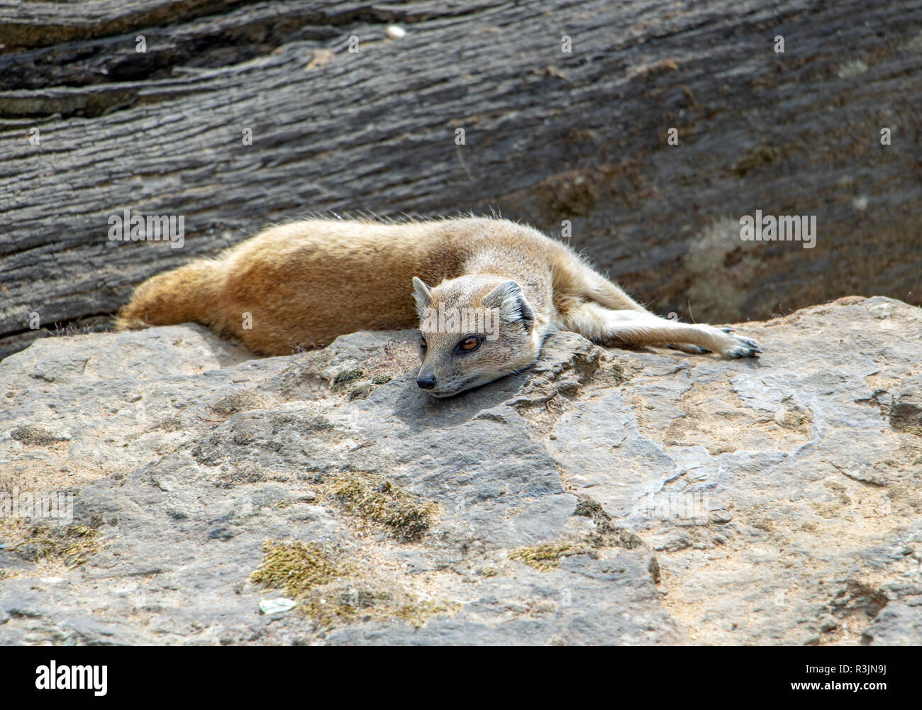 Mangosteen fox (Cynictis penicillata) lying on the rock. Yellow ...