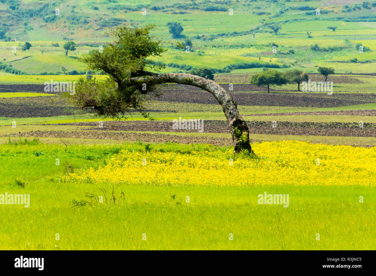 Tree and farmland in the mountain, Bahir Dar, Ethiopia Stock Photo - Alamy