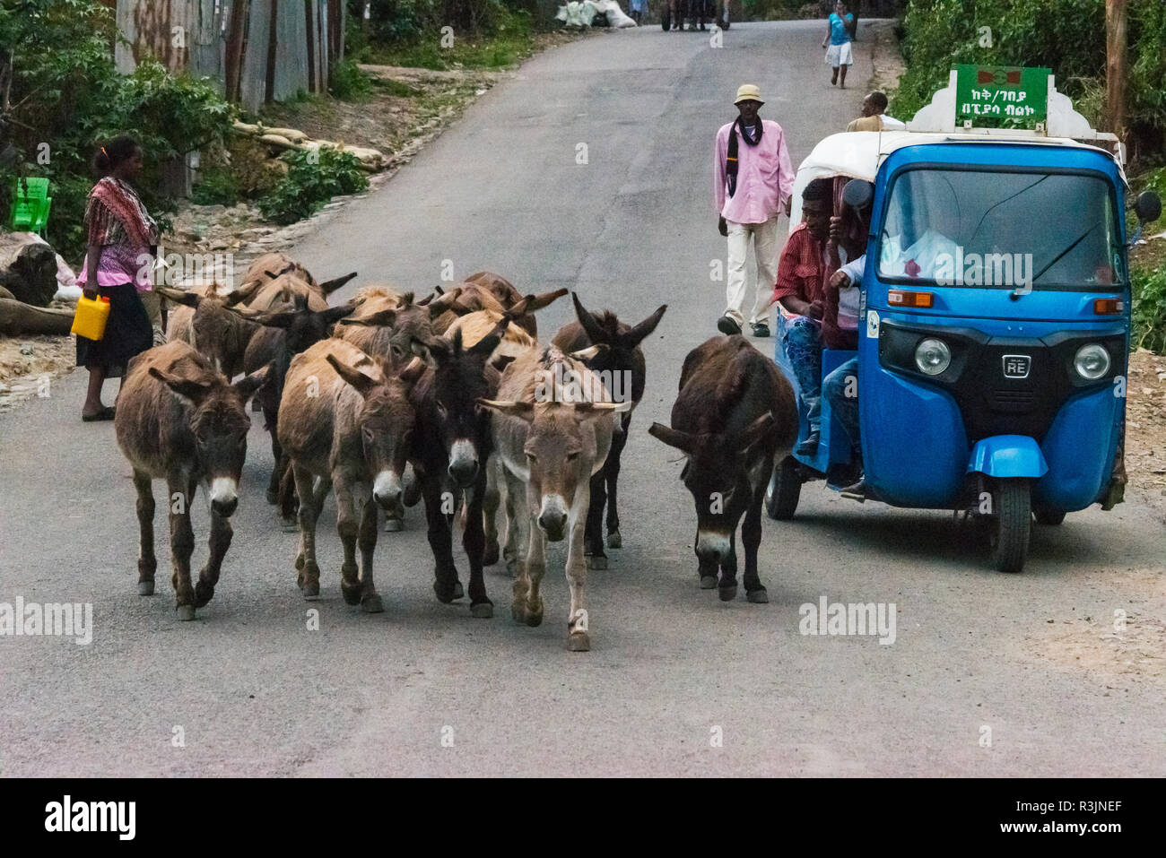 Bus and donkeys sharing the road, Gondar, Ethiopia Stock Photo - Alamy