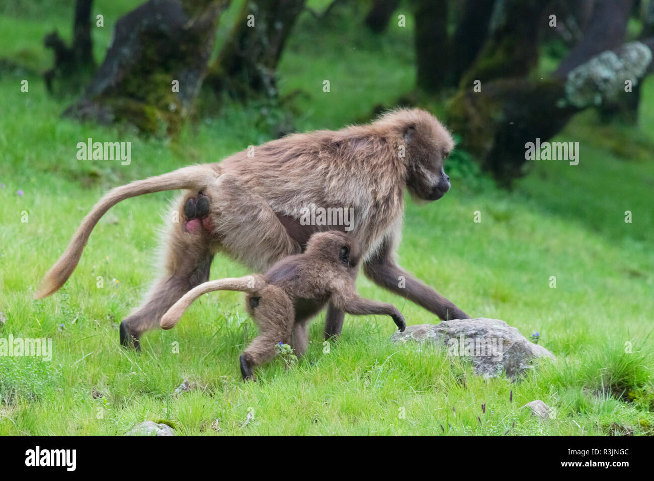 Gelada Mountain Monkeys, mother with baby, Simien Mountain, Ethiopia ...
