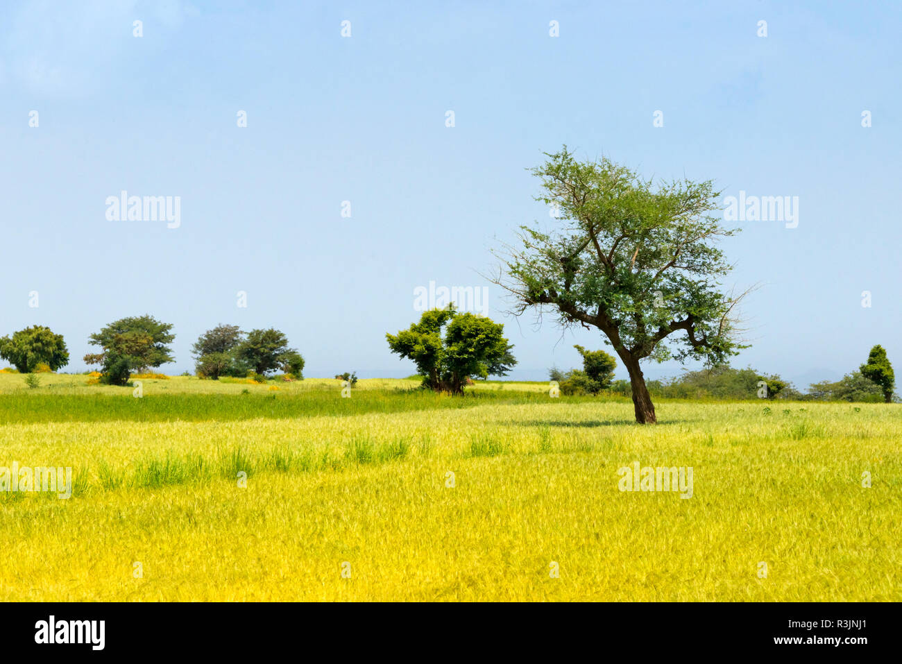 Meskel flower hi-res stock photography and images - Alamy