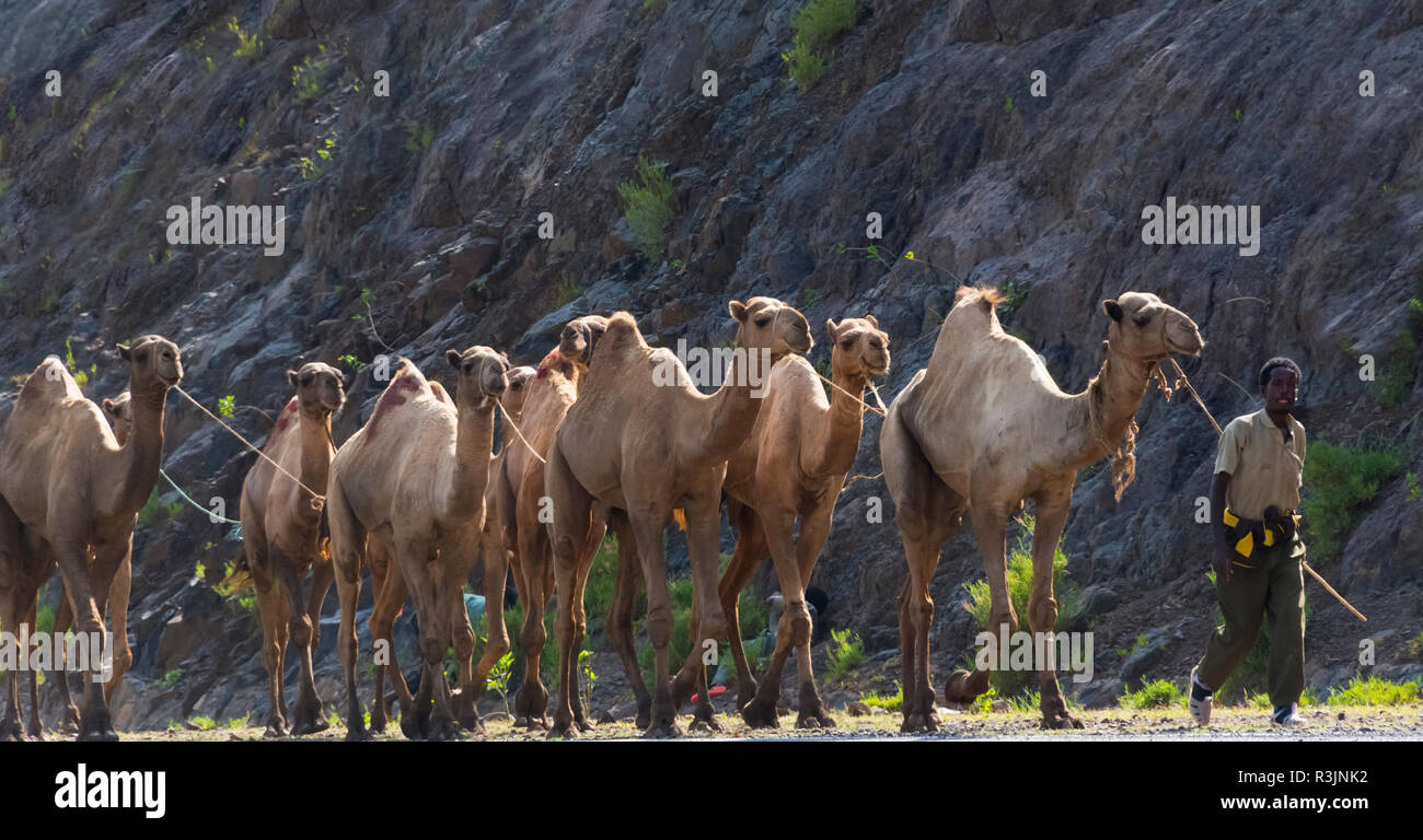 Camel caravan traveling in Simien Mountain, Ethiopia Stock Photo - Alamy