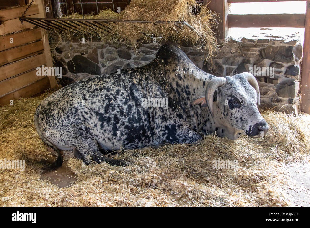 Bos indicus indian zebu humped hi-res stock photography and images - Alamy