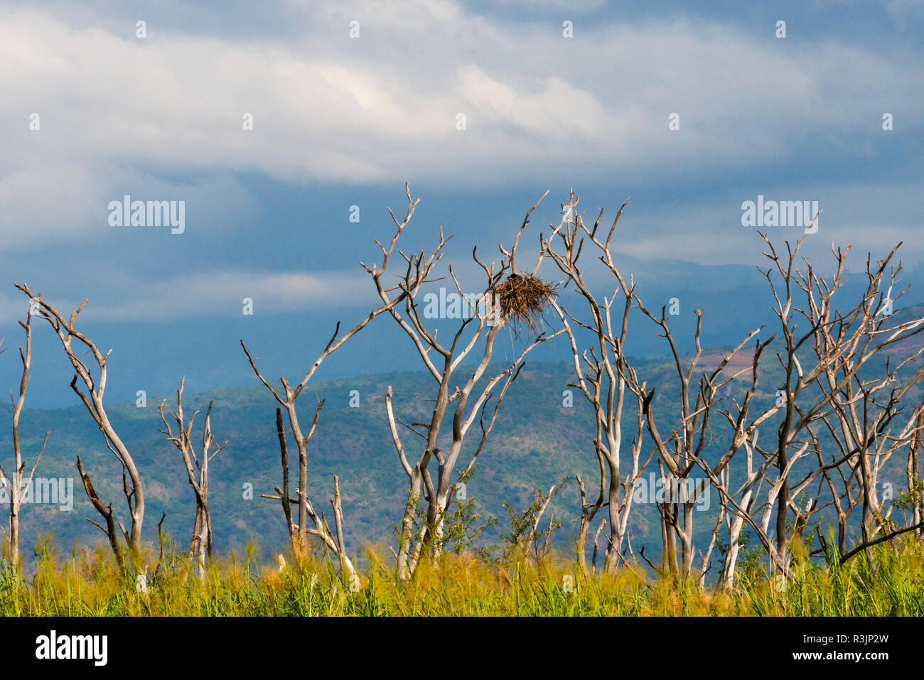 Bird nest on a tree, Lake Shalla, Abijatta-Shalla National Park ...