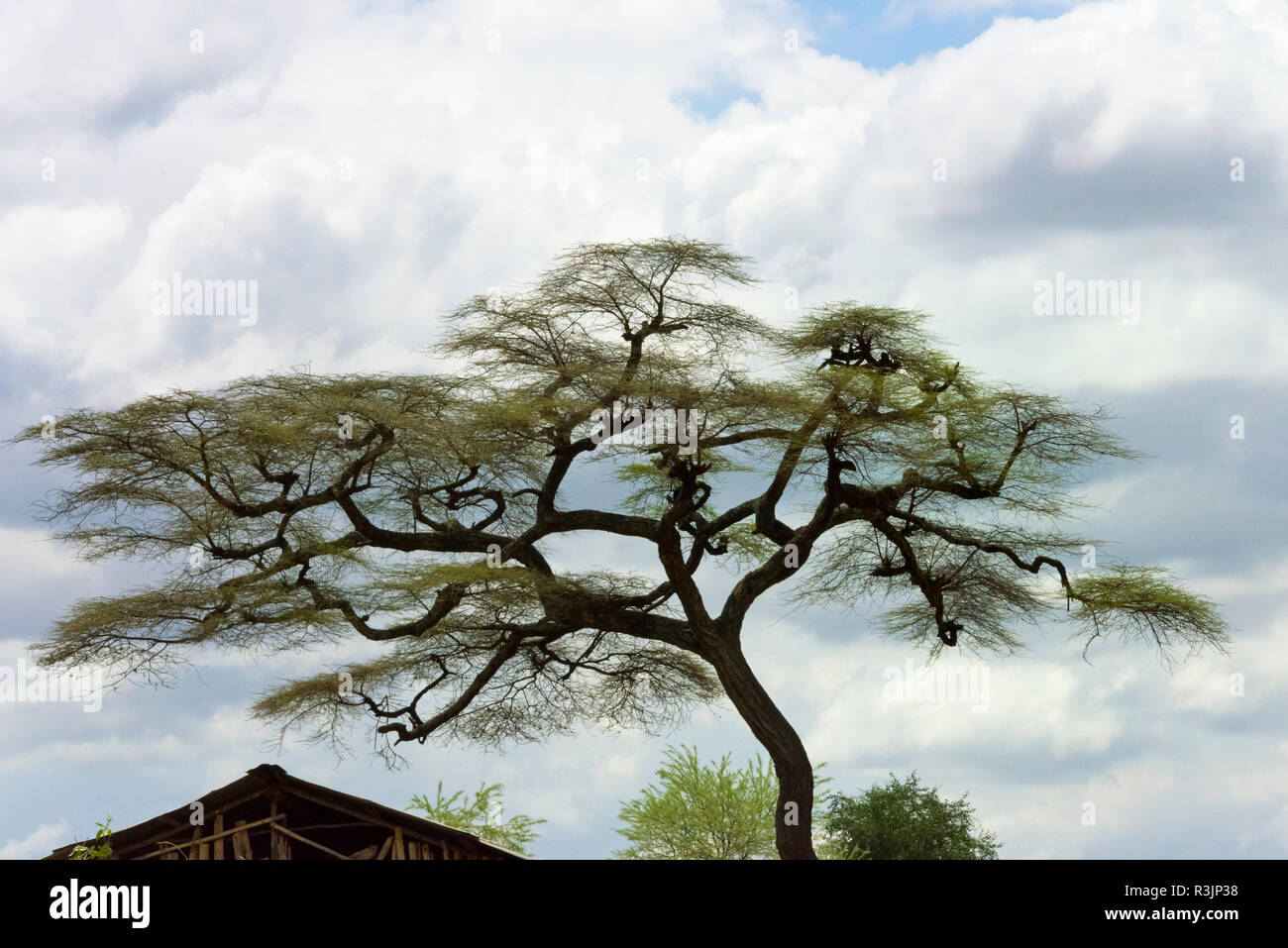 Acacia tree, Konso, Ethiopia Stock Photo - Alamy
