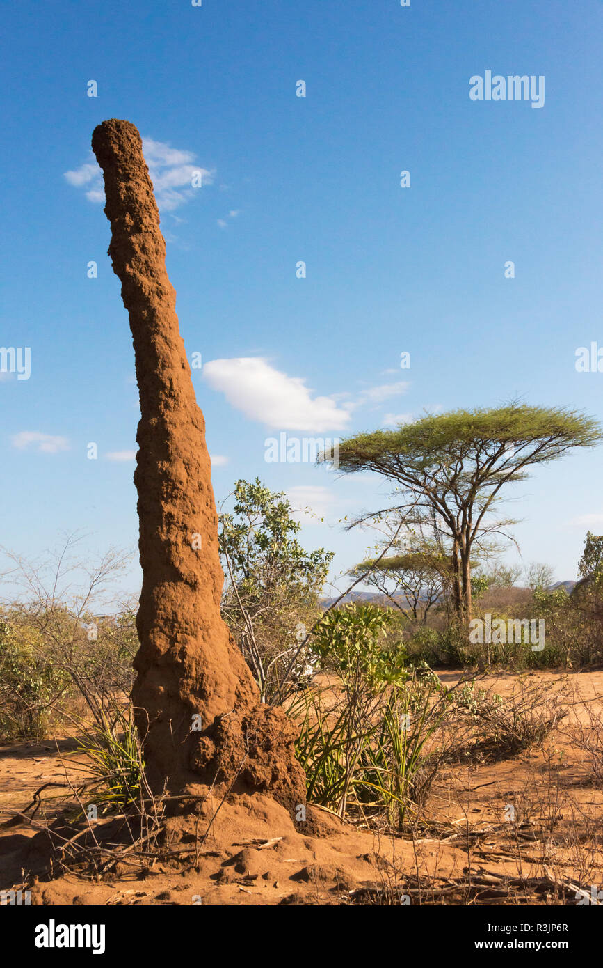 Clay pillar with acacia tree, South Omo, Ethiopia Stock Photo - Alamy