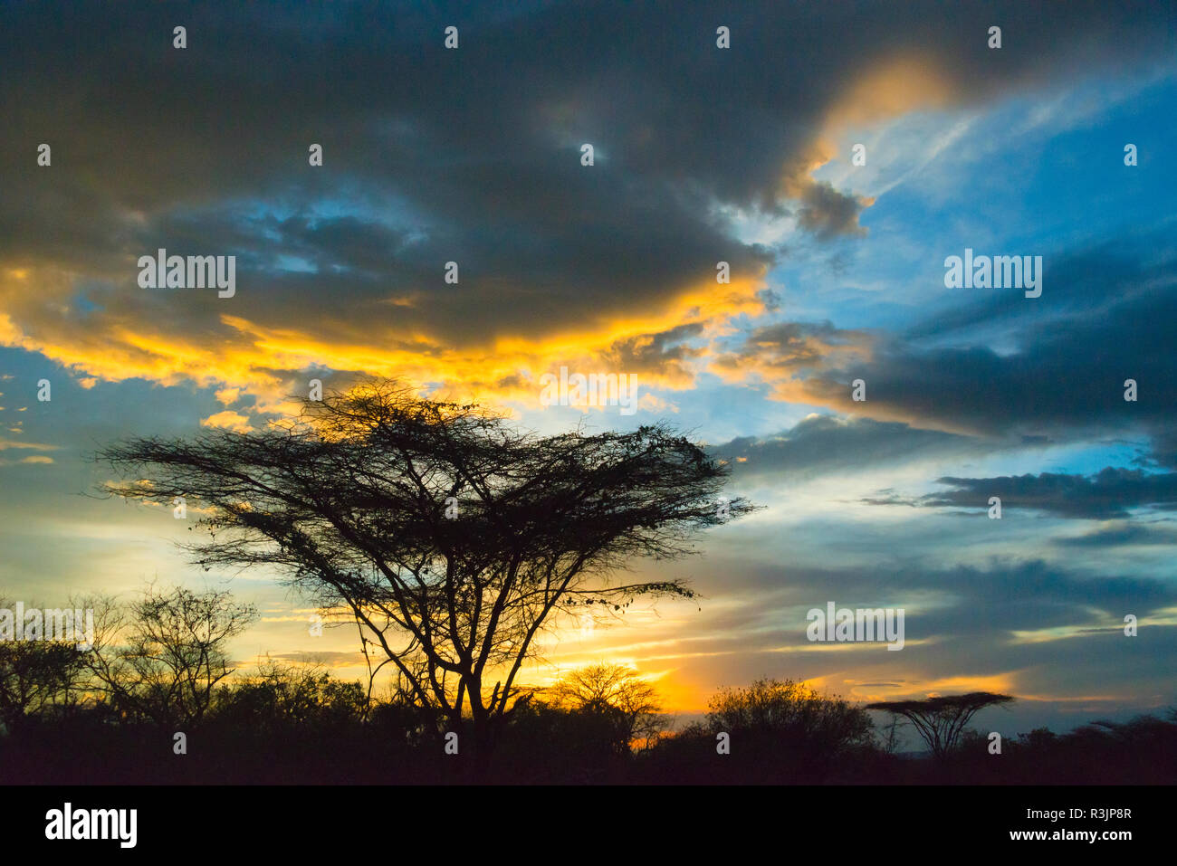 Acacia tree and clouds at sunset, South Omo, Ethiopia Stock Photo - Alamy