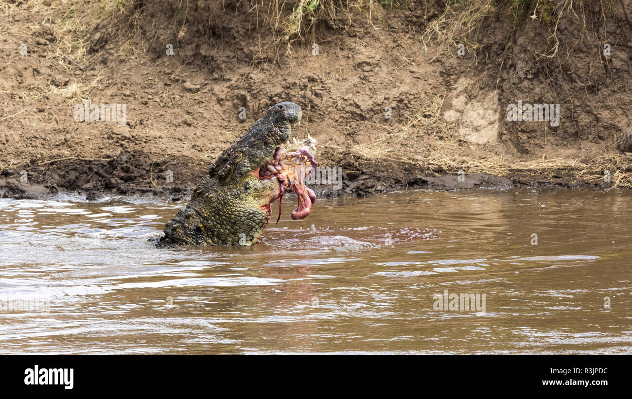 Crocodile eating hi-res stock photography and images - Alamy