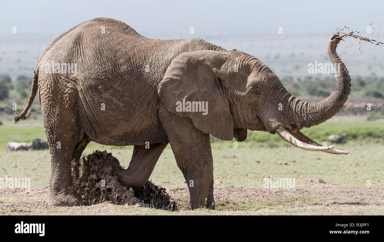 Africa, Kenya, Amboseli National Park. Elephant digging mud for ...