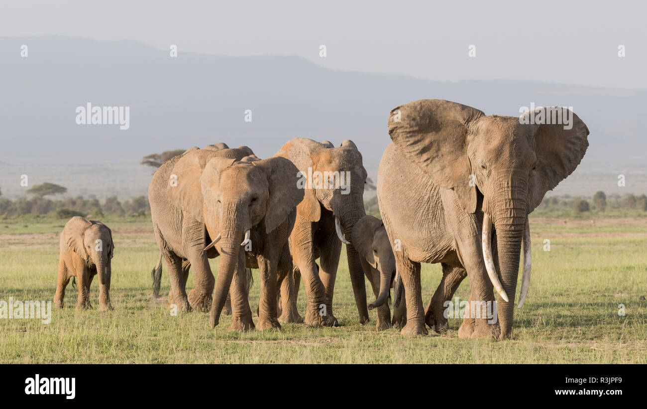 Africa, Kenya, Amboseli National Park. Elephants on the march. Credit ...