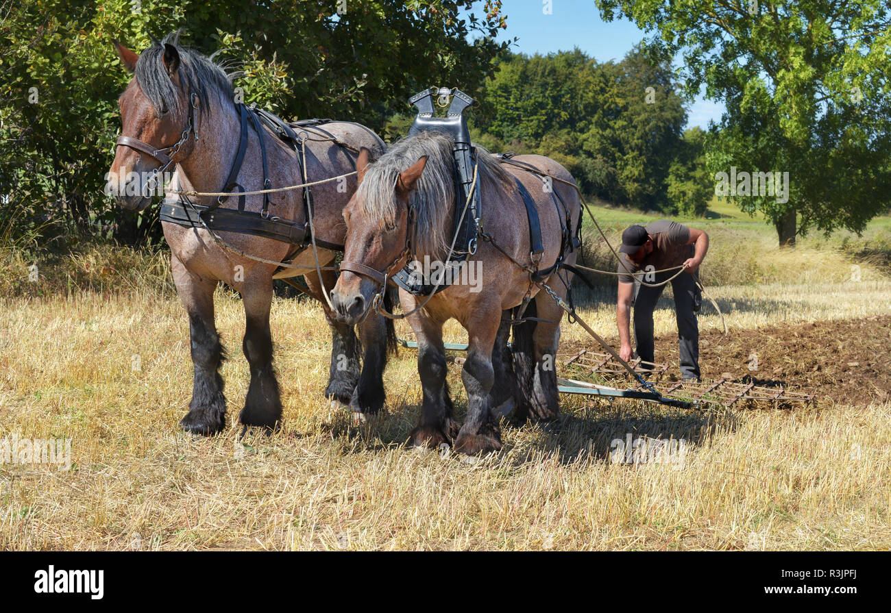 two workhorses at the field work Stock Photo - Alamy