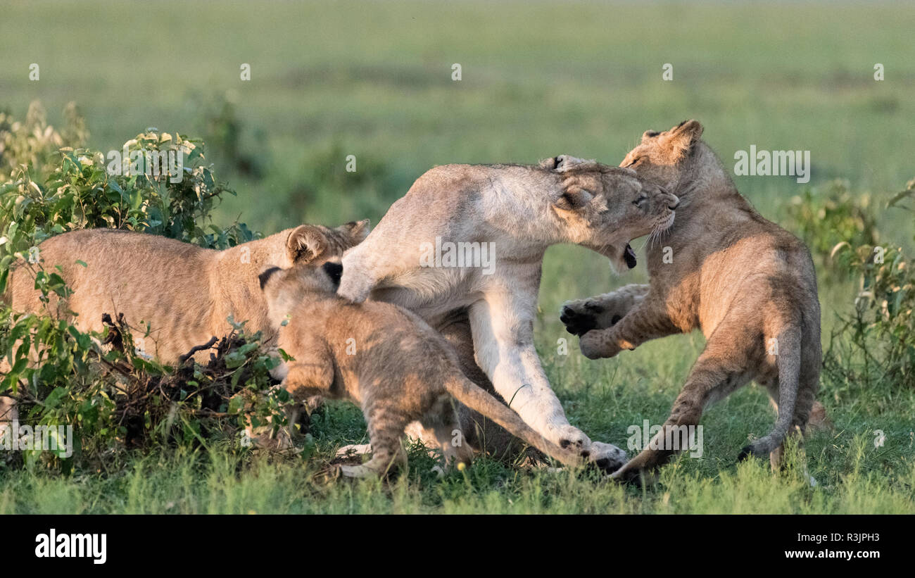 Africa, Kenya, Maasai Mara National Reserve. Female lions and playful ...