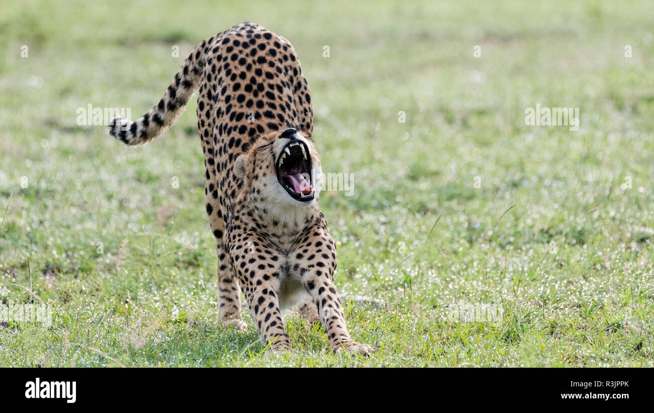 Stretching cheetah hi-res stock photography and images - Alamy