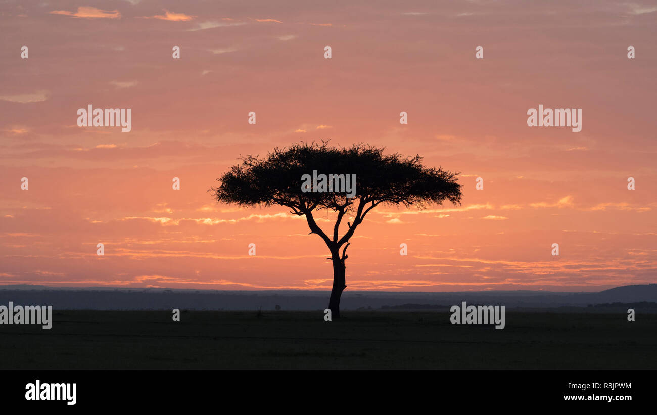 Africa, Kenya, Amboseli National Park. Sunrise backlights umbrella ...