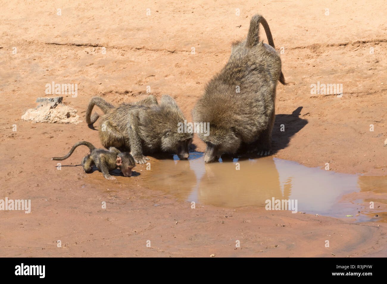 Baboon at water hole hi-res stock photography and images - Alamy