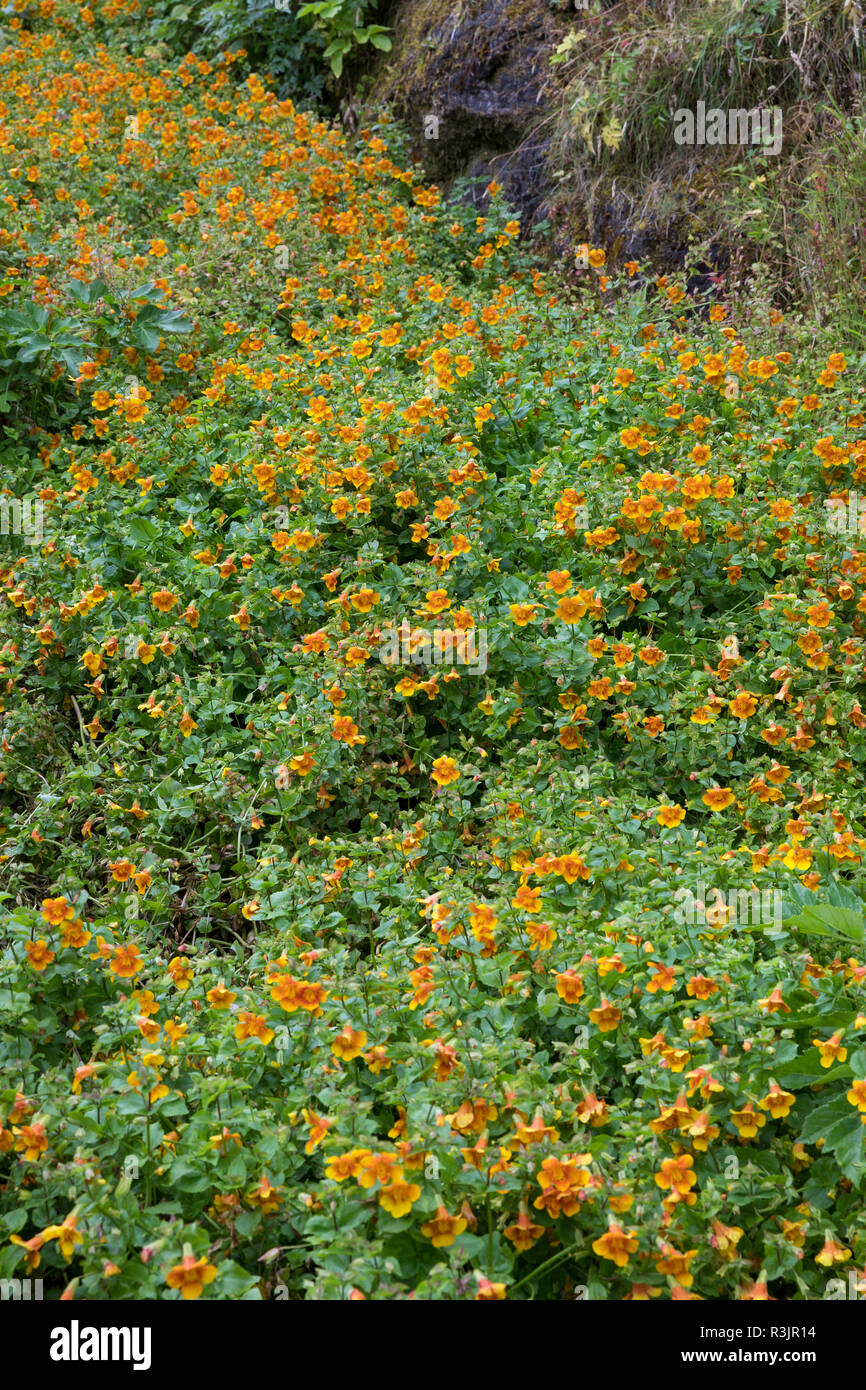 Gelbe Gauklerblume, Gefleckte Gauklerblume, Gewöhnliche Gauklerblume ...