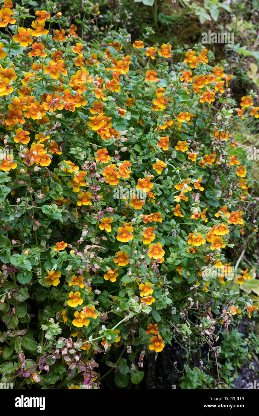 Gelbe Gauklerblume, Gefleckte Gauklerblume, Gewöhnliche Gauklerblume ...