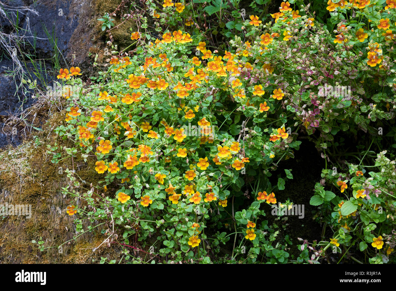 Yellow monkeyflower mimulus guttatus hi-res stock photography and images - Alamy