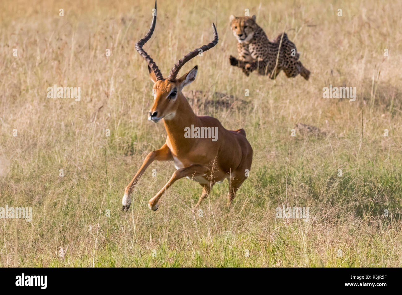 Cheetah Chasing Deer