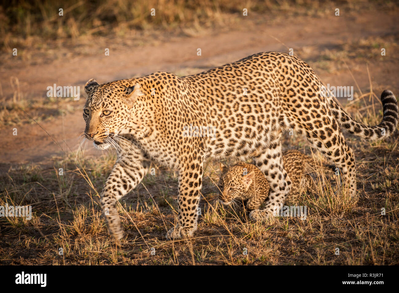 Leopard cub kenya hi-res stock photography and images - Alamy