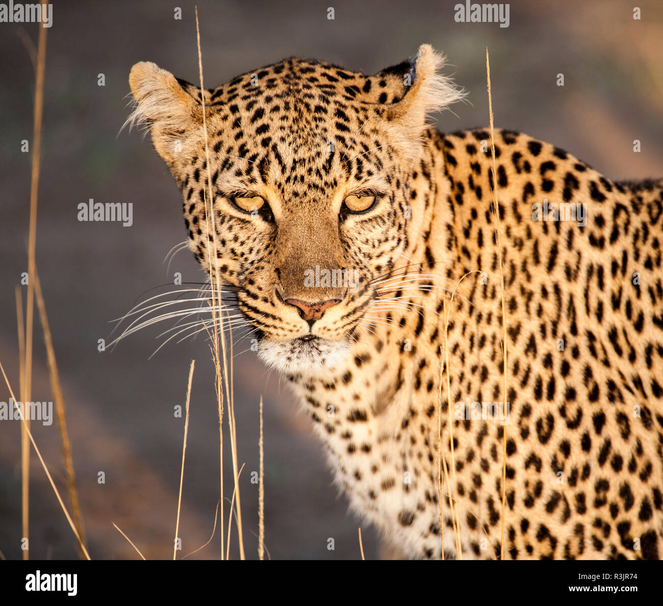 Kenya, Leopard, head shot Stock Photo - Alamy