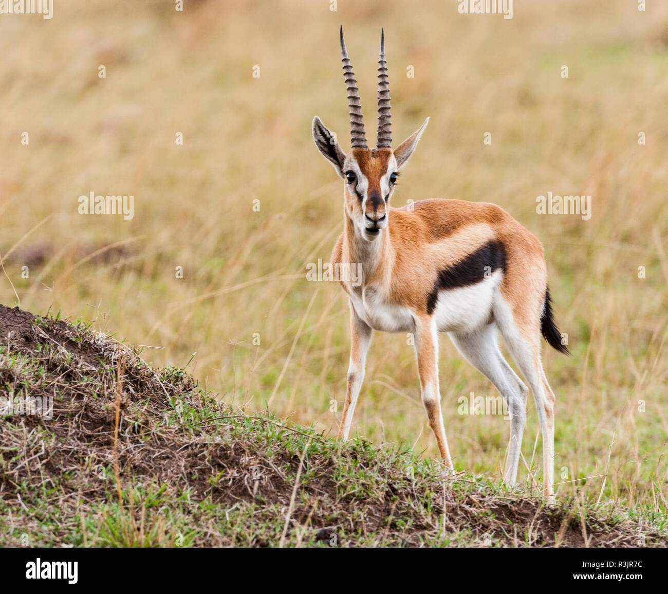 Kenya, Gazelle, standing Stock Photo - Alamy