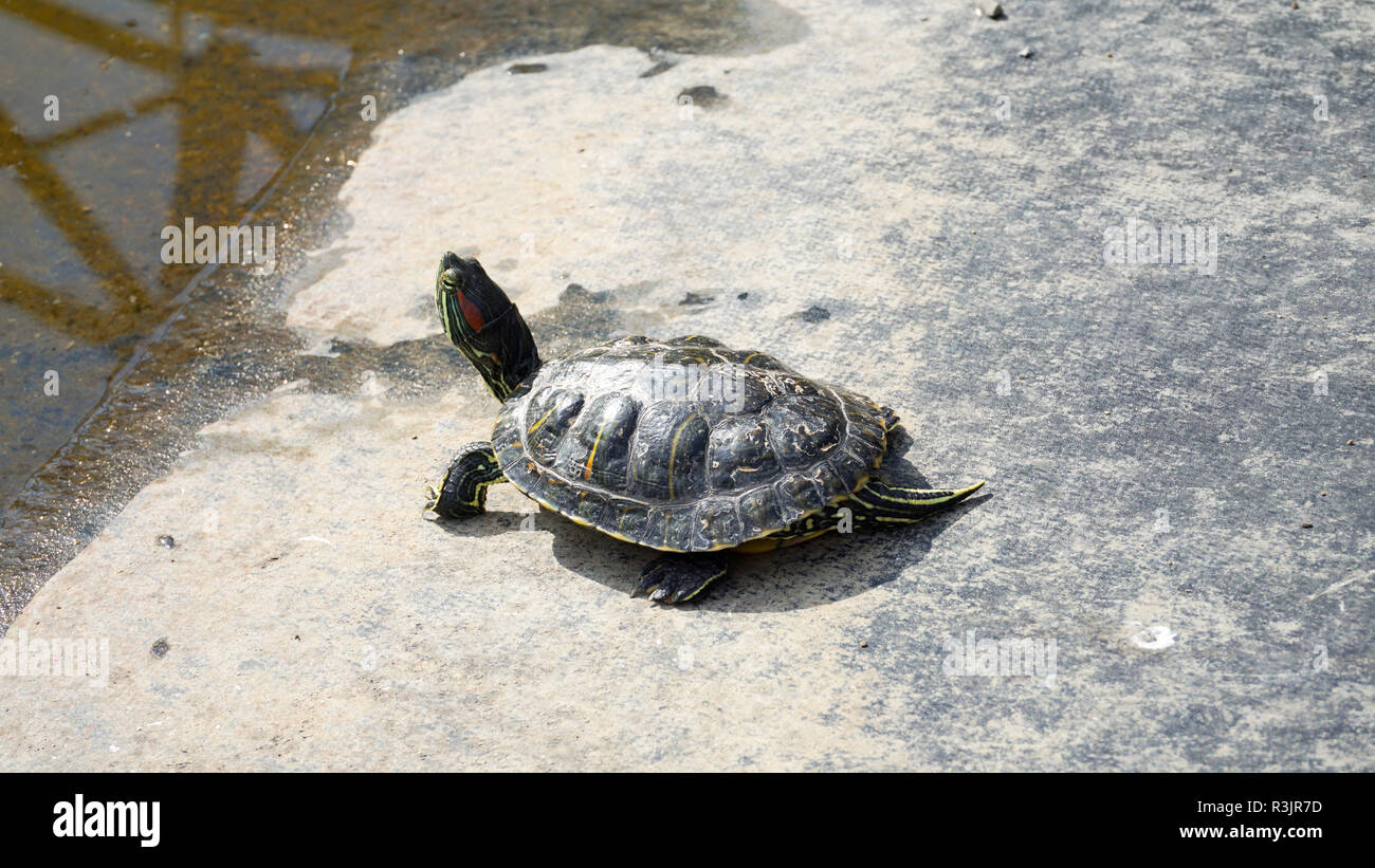 Young land turtle walking around at an open park in Istanbul,Turkey ...