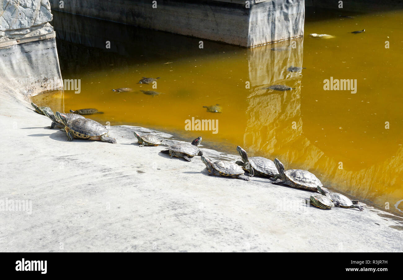Turtle family passing by the water at an open park in Istanbul,Turkey ...