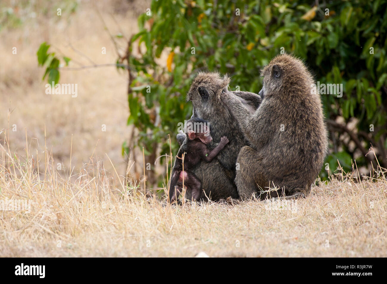 Africa, Kenya, Maasai Mara, Family of Baboon Monkeys Stock Photo - Alamy
