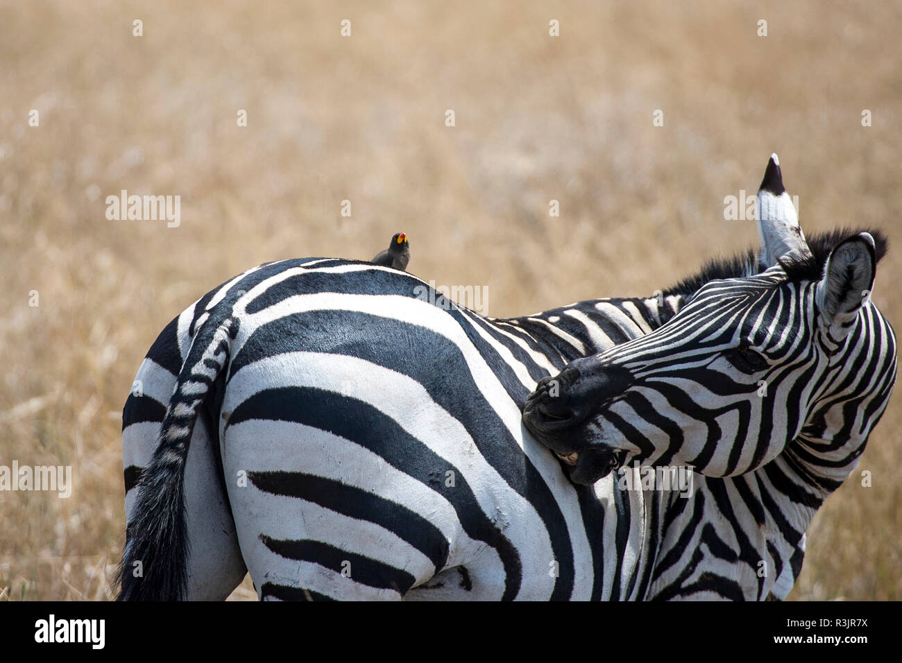 Zebra with bird hi-res stock photography and images - Alamy