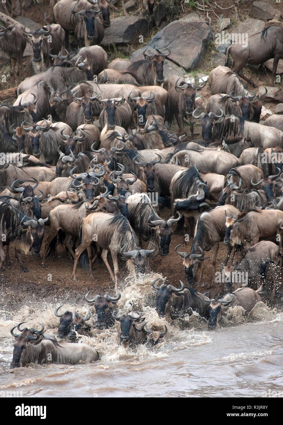 Africa, Kenya, Maasai Mara, wildebeest crossing the Mara River during ...