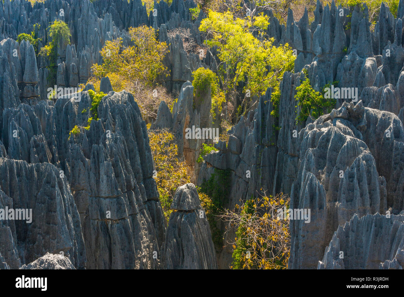 Limestone formations, Tsingy de Bemaraha Strict Nature Reserve ...