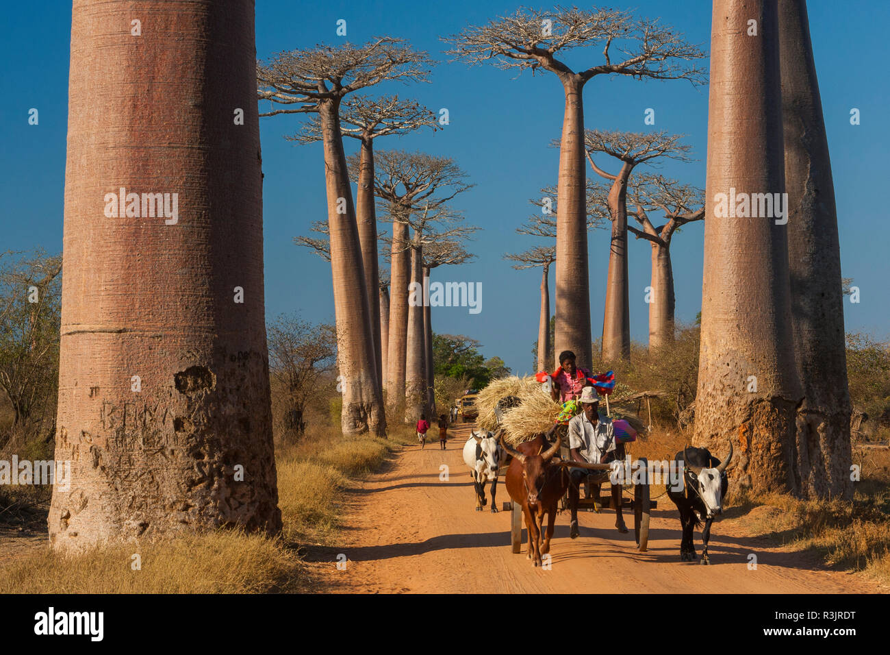 Large cows known as zebus pull a cart past iconic baobab trees in rural ...
