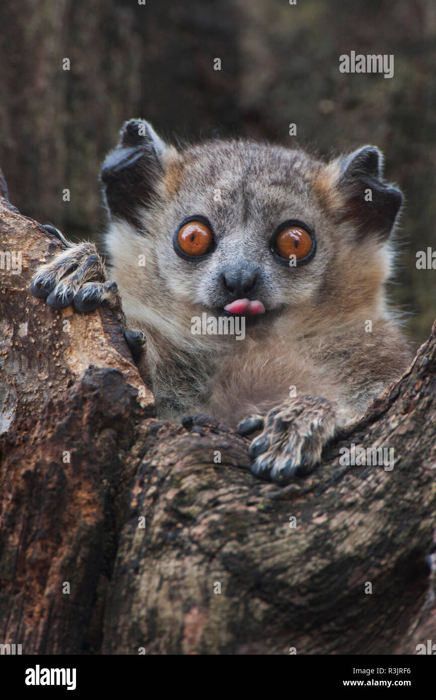 White-footed sportive lemur, Madagascar Stock Photo - Alamy