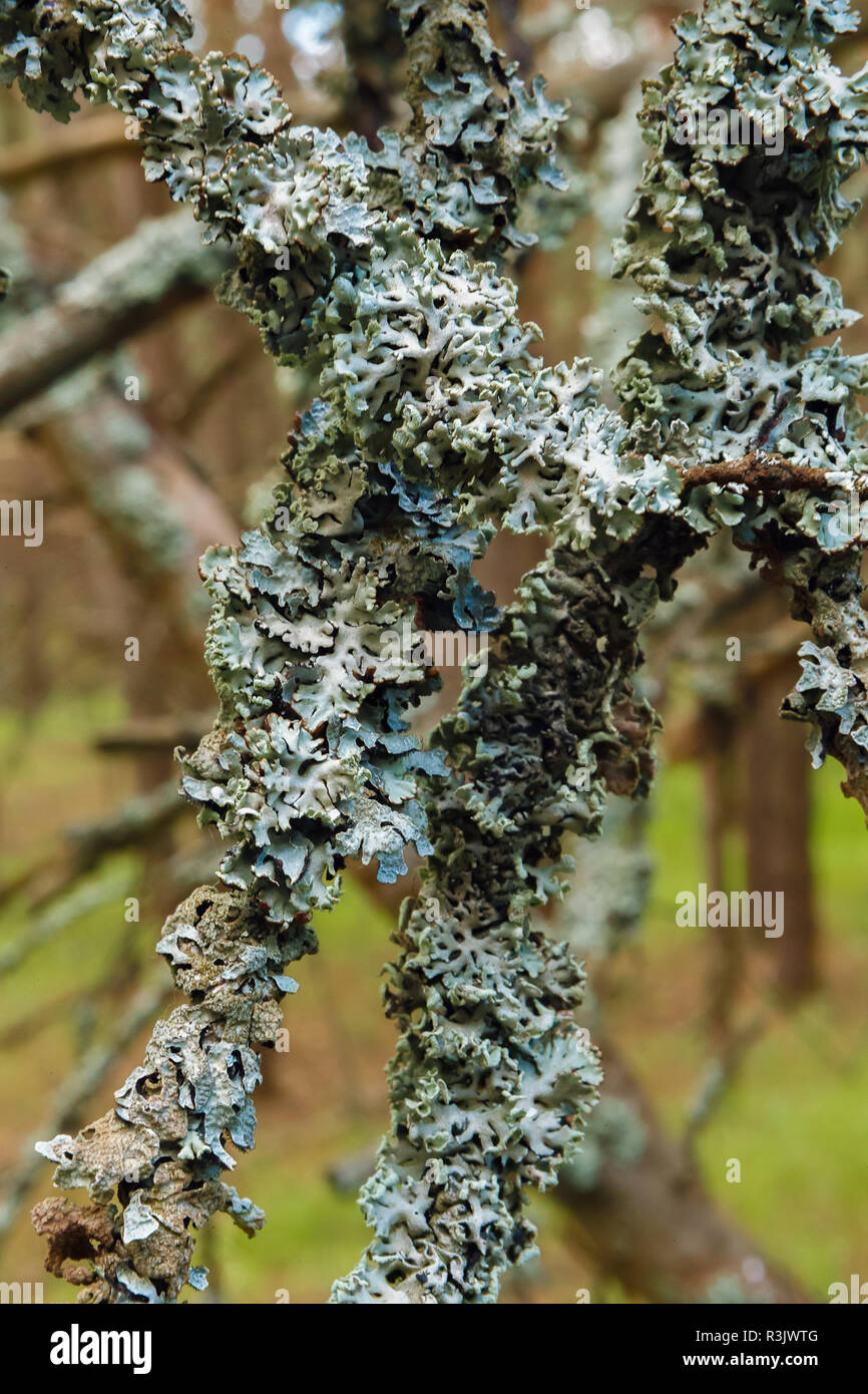 Best lichen pattern hi-res stock photography and images - Alamy