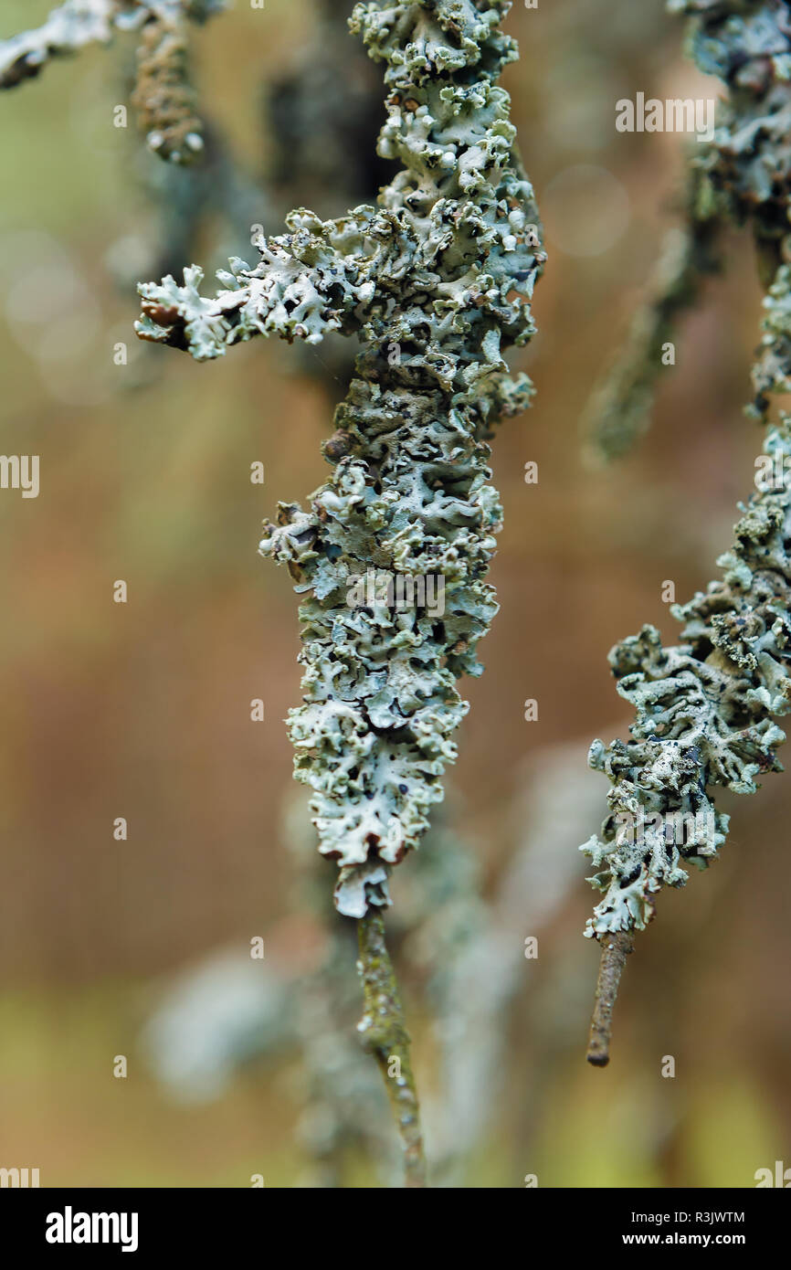 Algae growing on tree branches hi-res stock photography and images - Alamy