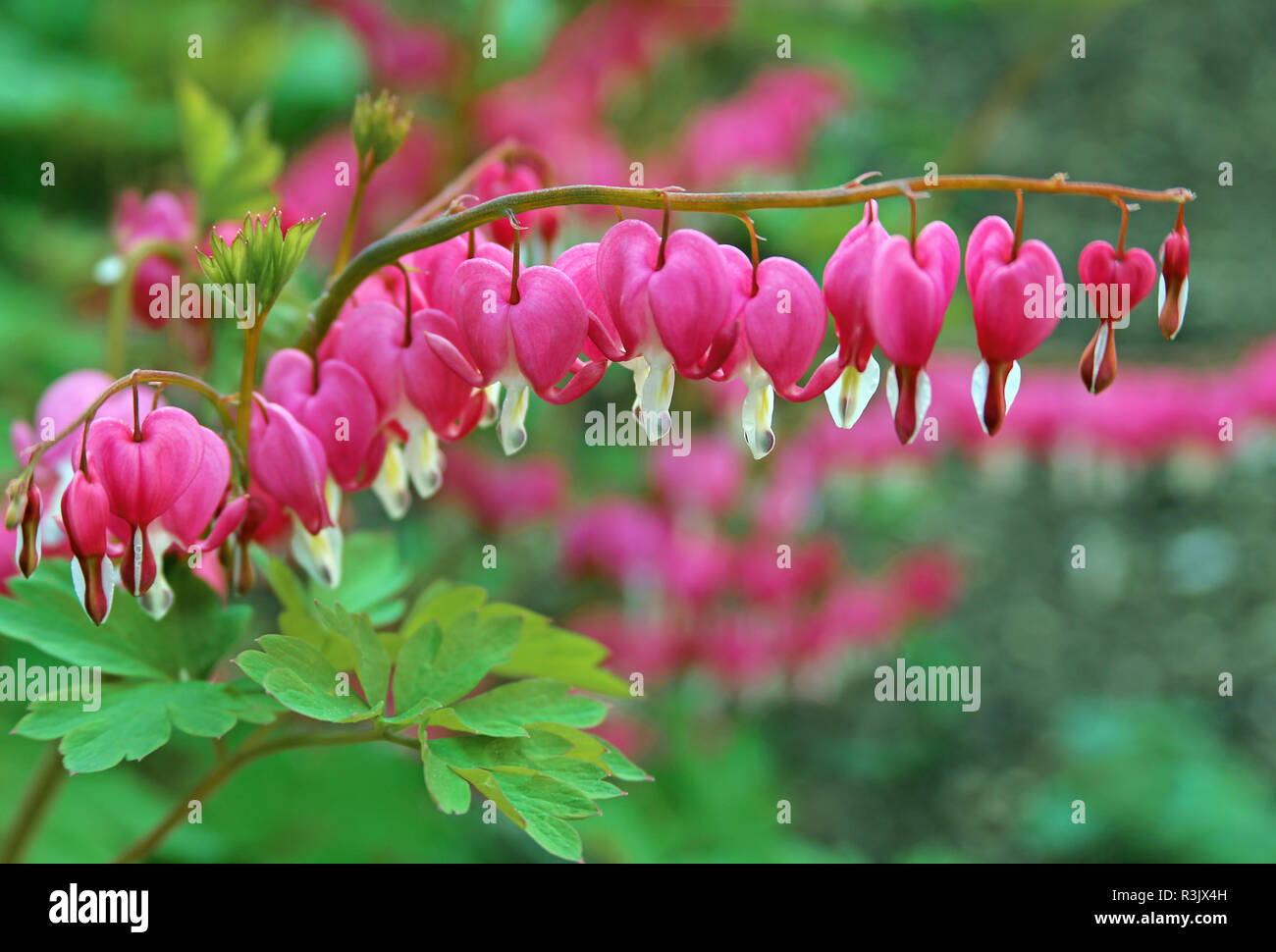 dicentra spectabilis bleeding heart Stock Photo - Alamy