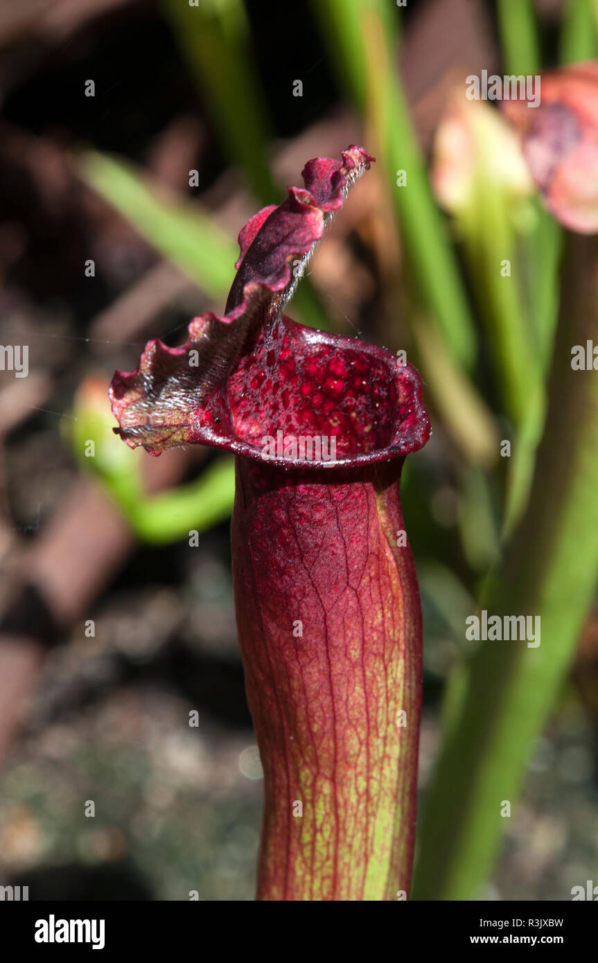 Crimson pitcherplant hi-res stock photography and images - Alamy