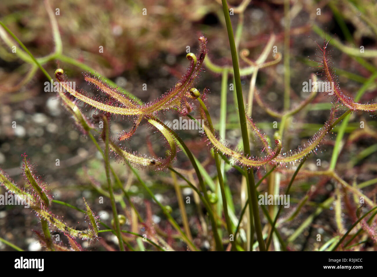 Sydney Australia, sundew plant with sticky mucilage to catch insects ...