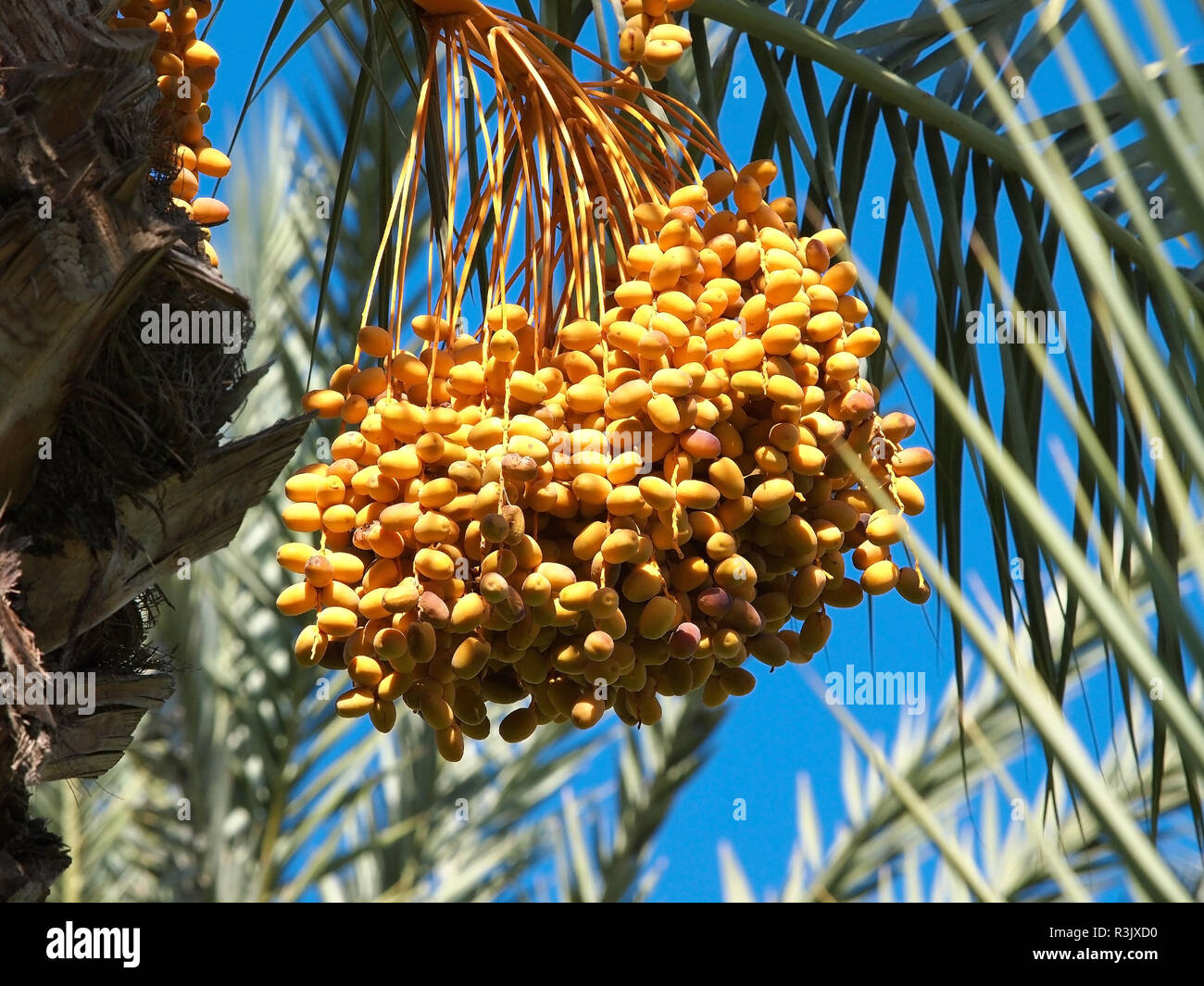 Bahrain date palm hi-res stock photography and images - Alamy