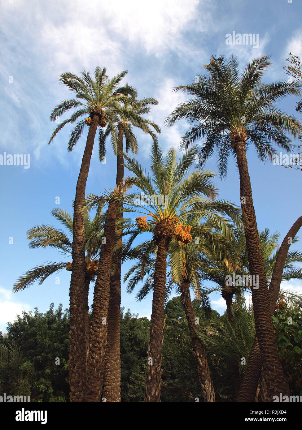 Kimiri hi-res stock photography and images - Alamy