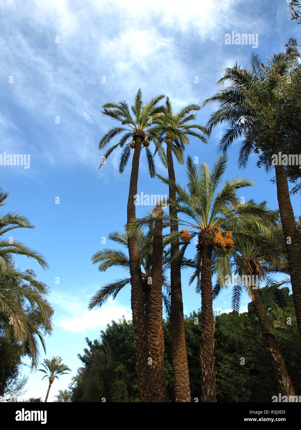 Bahrain date palm hi-res stock photography and images - Alamy