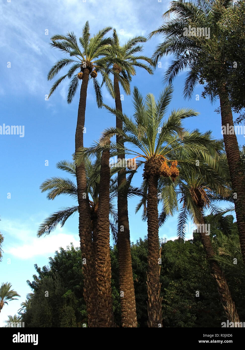 Kimiri hi-res stock photography and images - Alamy