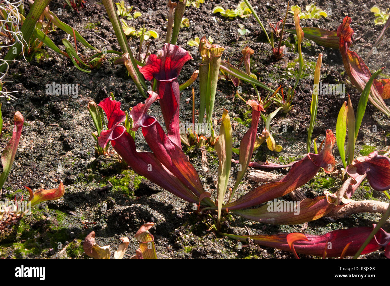 Sydney Australia, maroon pitfall pitchers in garden of carnivorous ...