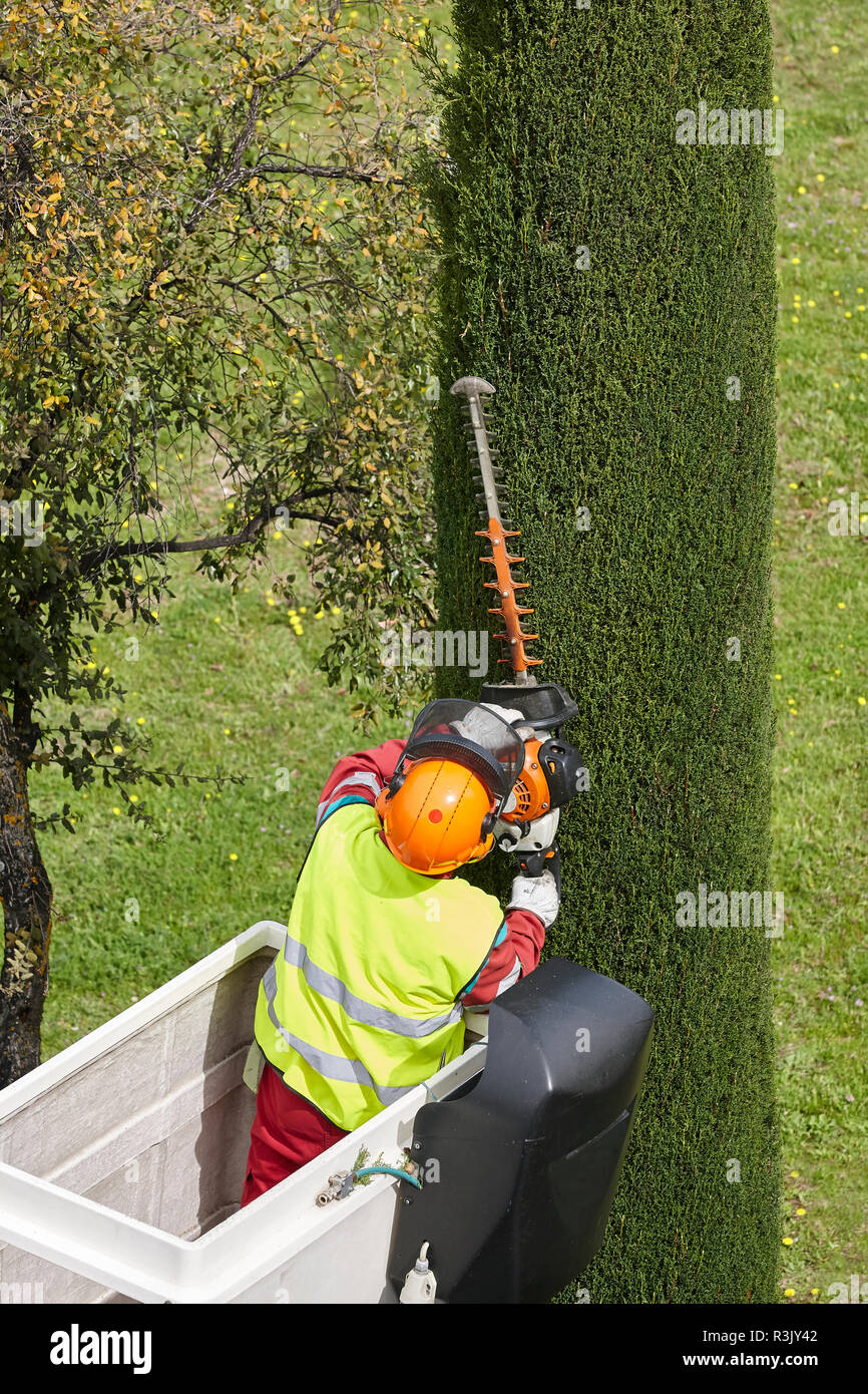 Equiped worker pruning a tree on a crane. Gardening works Stock Photo ...