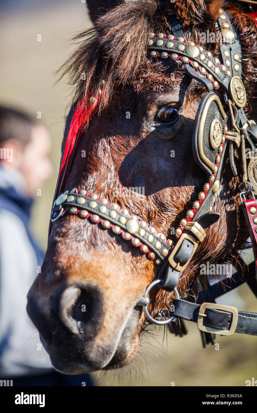 Color image of a horse with decorated reins Stock Photo - Alamy